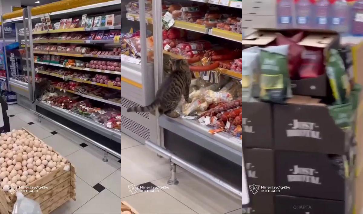 И мачката знае што да избере не е смотана